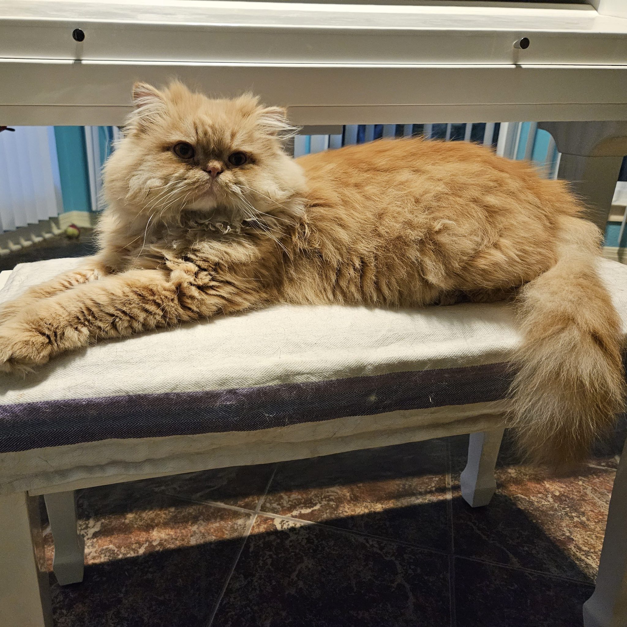 Paws and Reflect: The Cats of CapMetro Speak Out! - WayPoint Blog